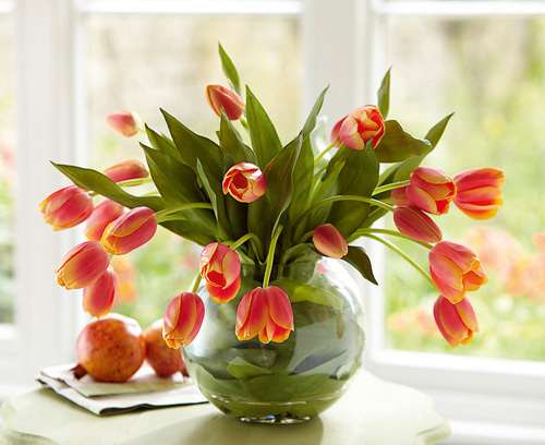 Ý nghĩa hoa Tulip | Nguồn gốc, Đặc điểm, Cách trồng & Chăm sóc